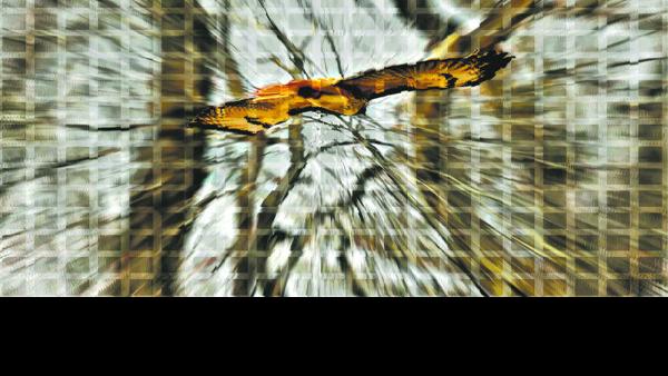 Exhibitionism: Howard Harris' mixed media photographic works ...