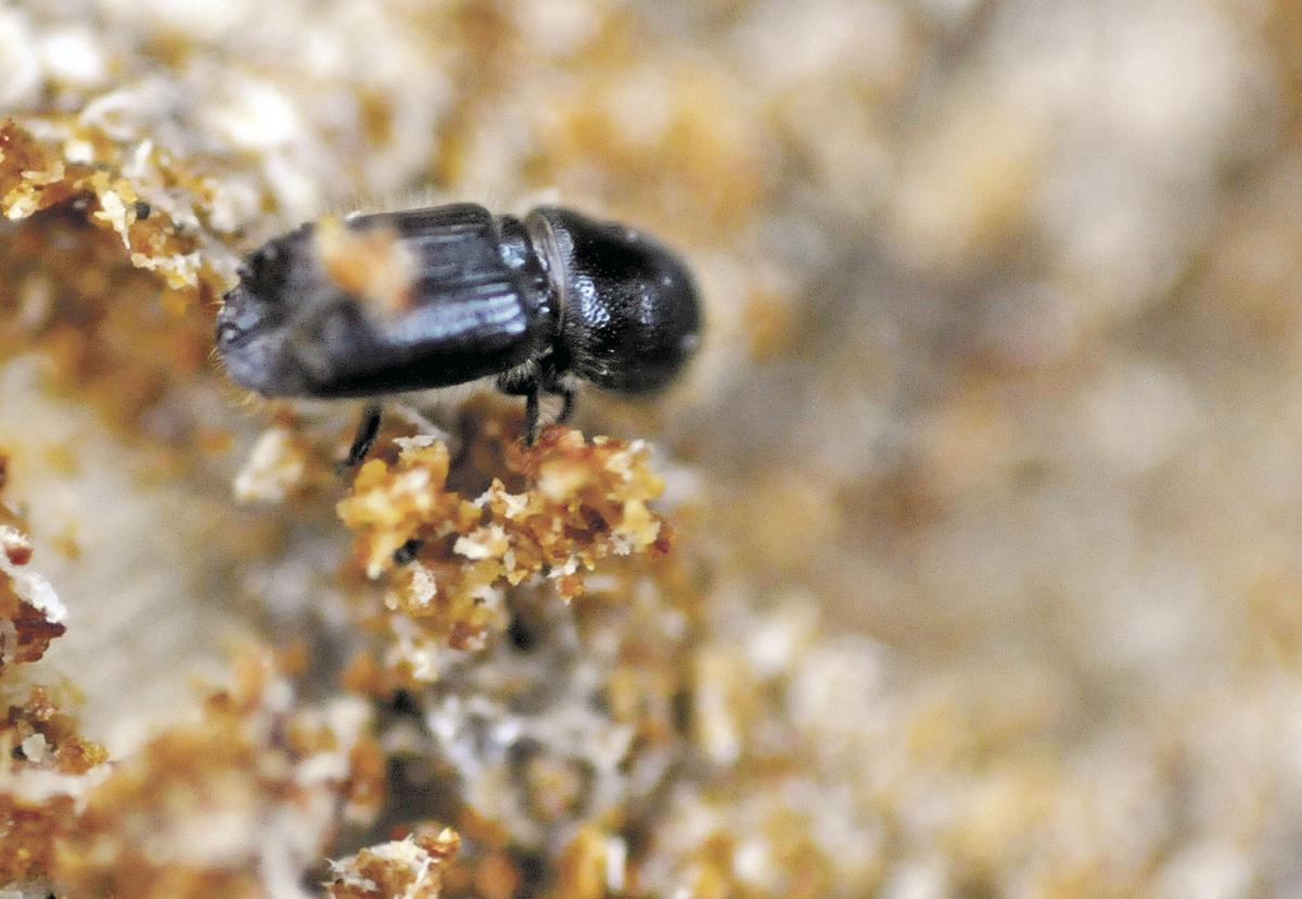 pine beetles alabama