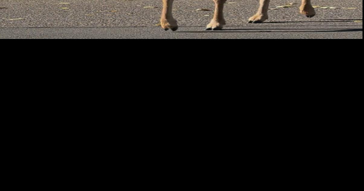 Oh deer! Mule deer sightings are up around Santa Fe — and on roadways ...