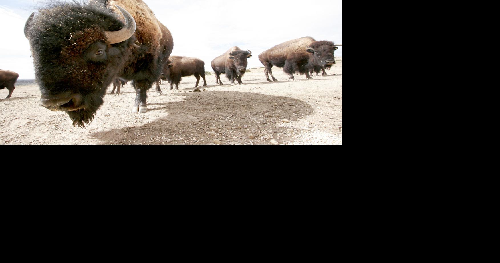 Bison poised to become first national mammal | News | santafenewmexican.com