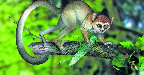 Ancient primate is called a crucial evolutionary link | Health And ...