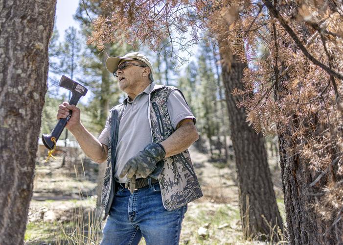 Tree mortality in New Mexico tripled in 2025, driven by drought ...