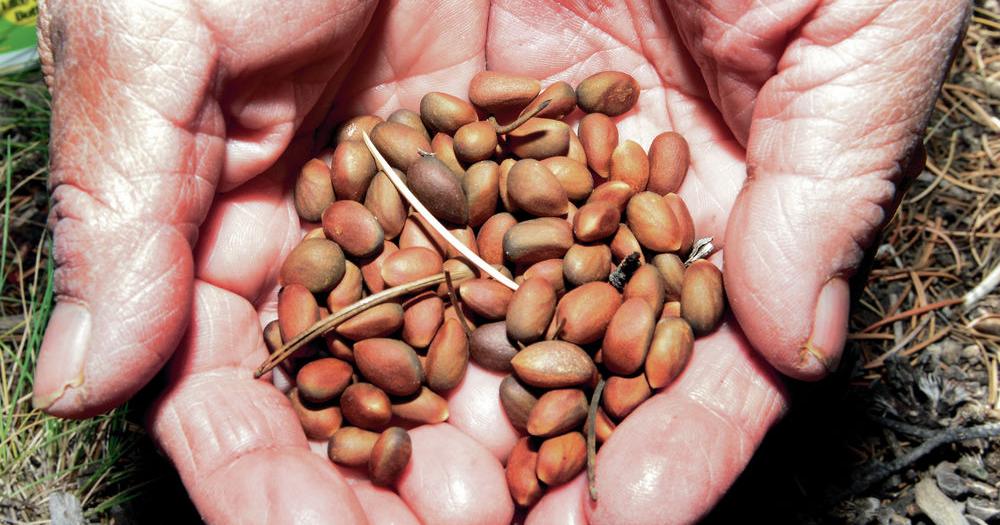 Piñon seed-seekers enjoying a plentiful harvest this year | Local News ...