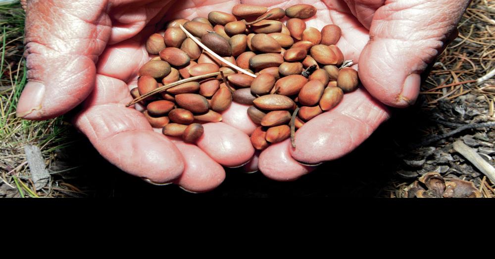 Piñon seed-seekers enjoying a plentiful harvest this year | Local News ...