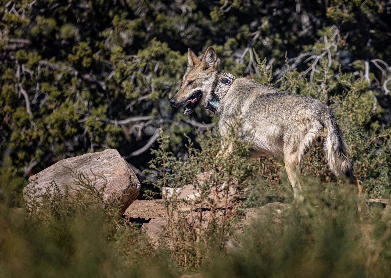State game commissioner removed after role in wolf media campaign ...