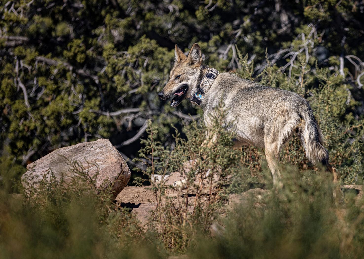 Wandering Mexican gray wolf Asha, now with pups and mate, set for ...