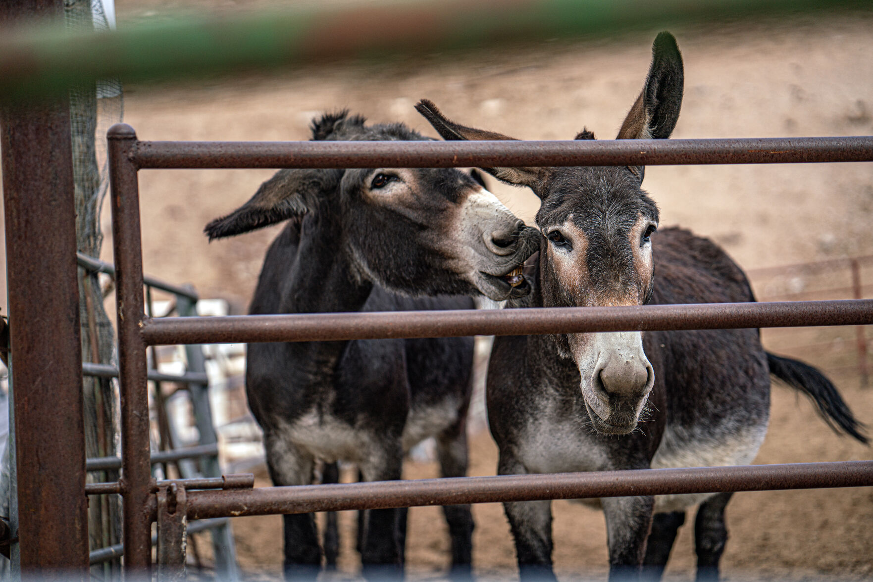 'Chosen animal of Christ': Mammoth donkeys used in religious ...