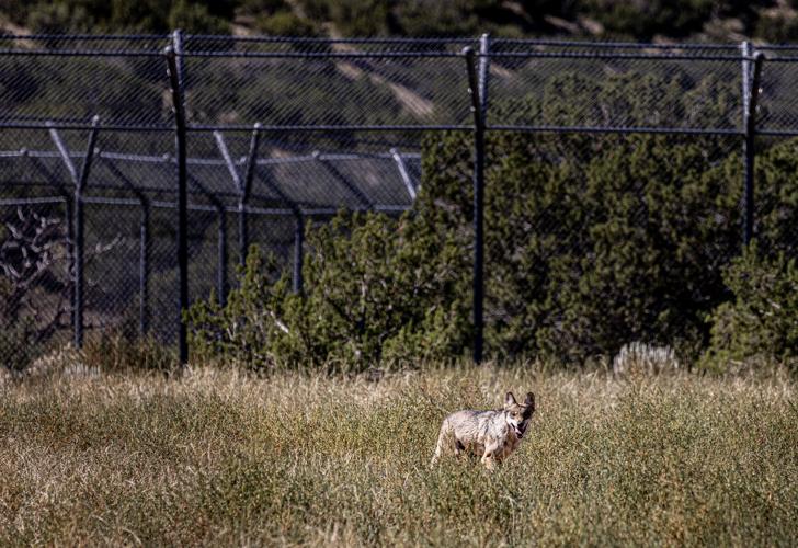 Gallery: Asha and the Mexican Gray Wolves of the Sevilleta | Local News ...