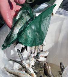 Official state fish no longer endangered | Local News ...