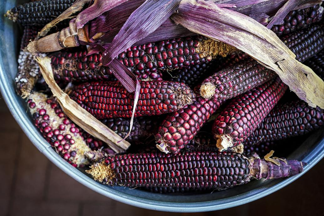 Reclaiming and expanding Native foodways in New Mexico, one seed at a ...