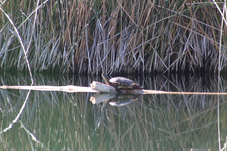 rio grande turtle