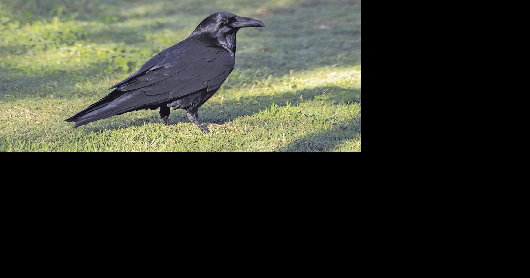 Raucous corvids bring joy in time of COVID | Local News ...