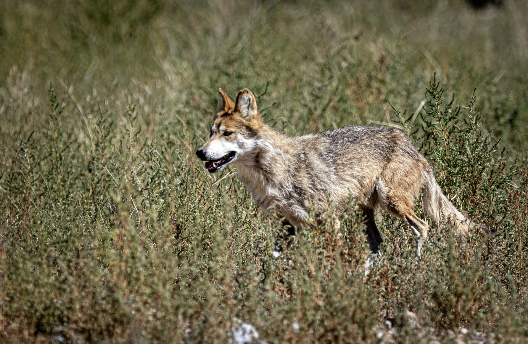 Vandalism and threats: A New Mexico county is at the forefront of the ...