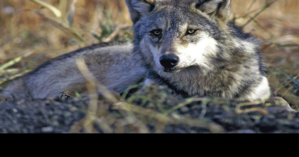 Mexican gray wolves count raises fears of inbreeding | Local News ...