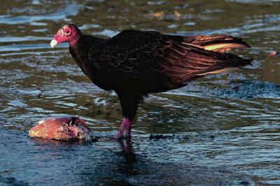 For the Birds: Turkey vultures head toward Santa Fe | Local News ...