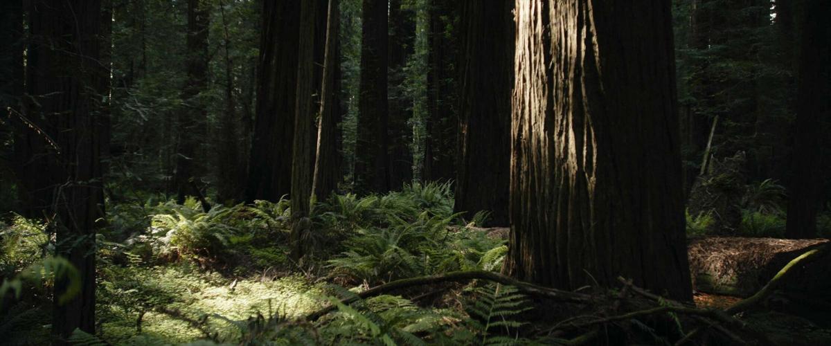 Myth and mystery: David Holthouse’s search for Sasquatch | Movies ...