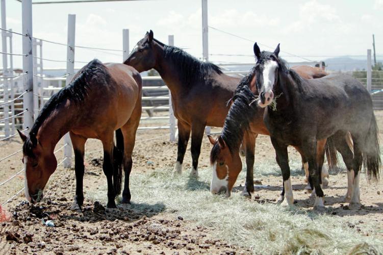Rodeo de Santa Fe prepares for 64th annual event | Local News ...