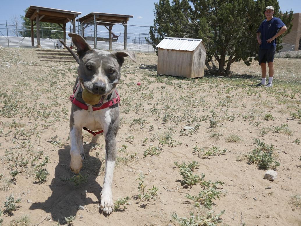 Santa Fe animal shelter closes its adoptions and admissions services ...