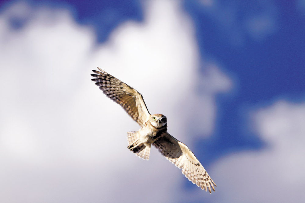 Rare burrowing owl shot to death | Local News | santafenewmexican.com