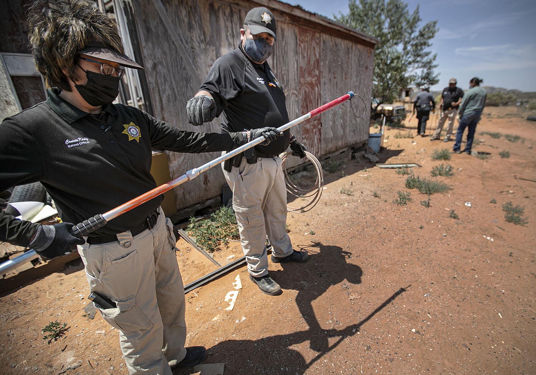 From friend to foe: Free-roaming dogs overrun Navajo Nation | Local ...