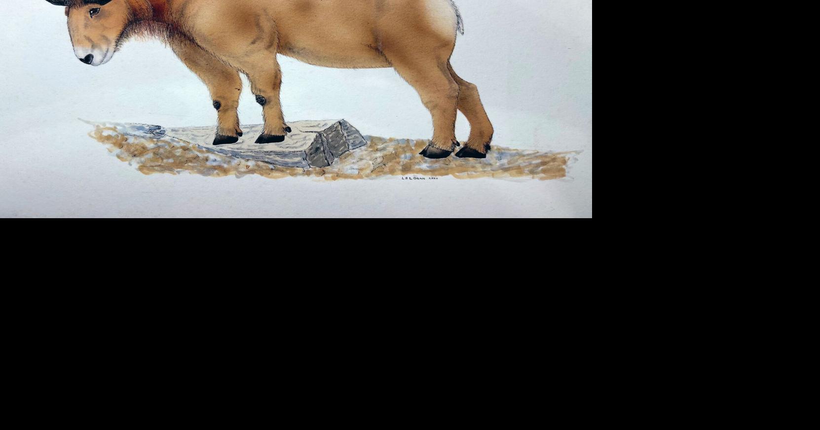 New Mexico fossil fueled discovery of new species, ice age musk ox ...
