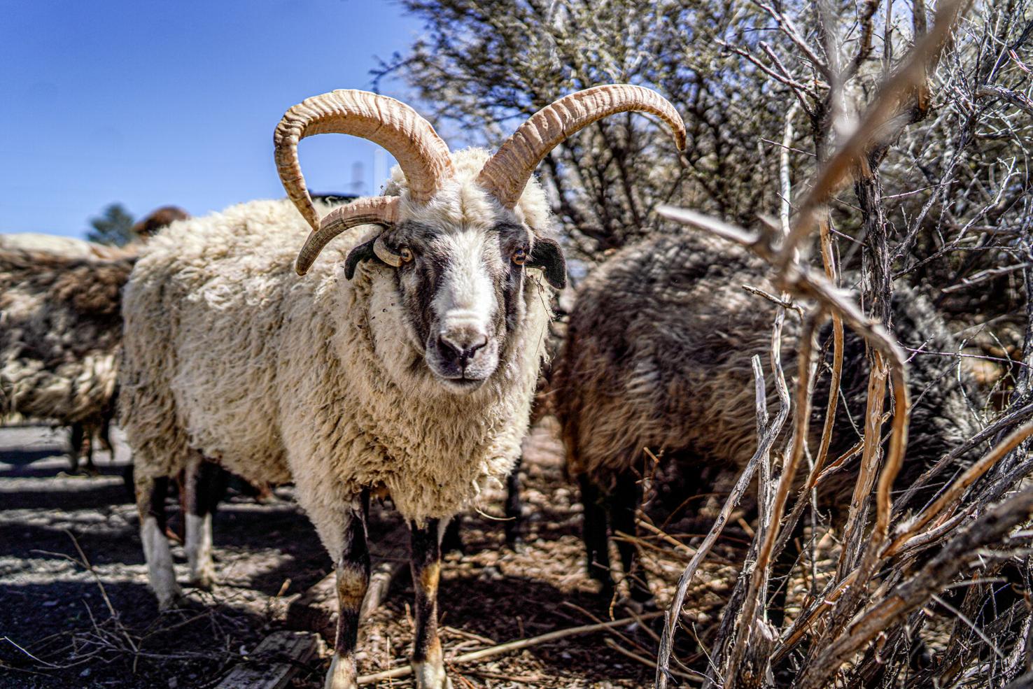 Railyard Park gets annual trimming courtesy of sheep, goats | Local ...