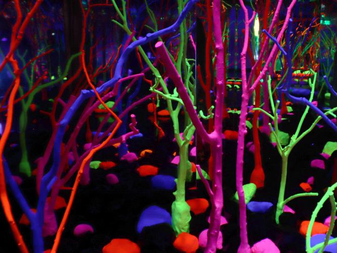 Everything’s bigger: After Texas launch, what’s next for Meow Wolf ...