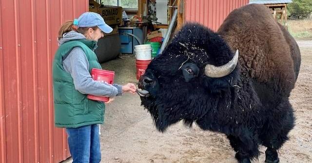 Los Angeles woman sues, claims bison gored her at Truchas tree house ...