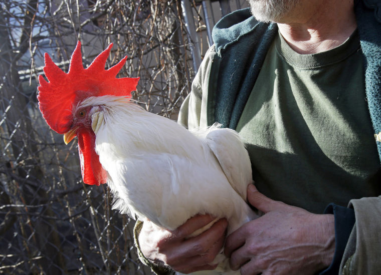 Urban hens often abandoned once egg-laying ends | News ...