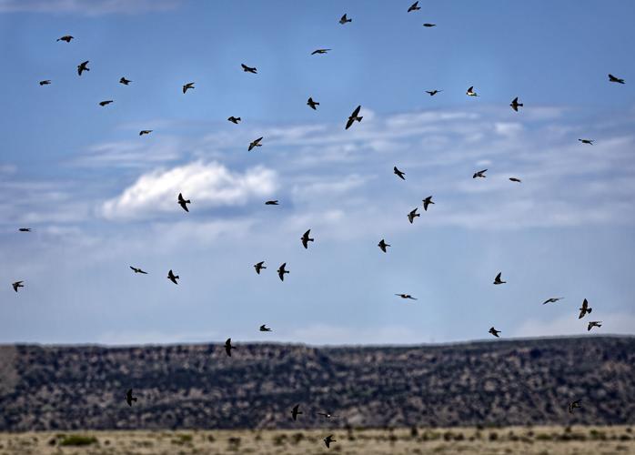 Conservation-minded rancher protects more than 9K acres as migratory ...