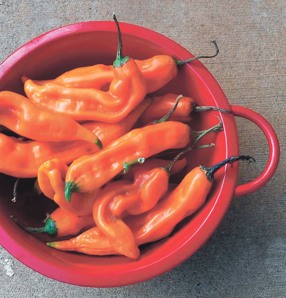 Inca gold: Sabor Peruano | Reviews | santafenewmexican.com