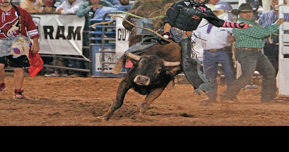 Miniature bull riding draws small riders, bigger crowds [with video ...