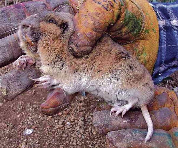 ‘Pest’ pocket gophers to be killed off | Local News | santafenewmexican.com