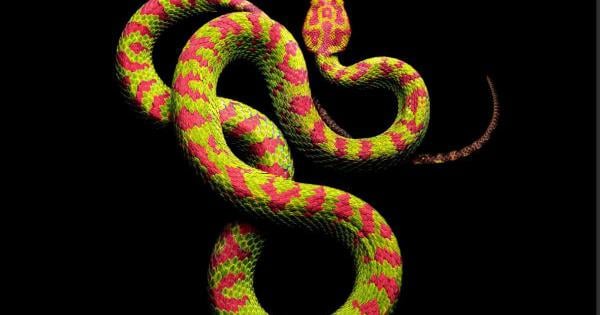 serpentine snake