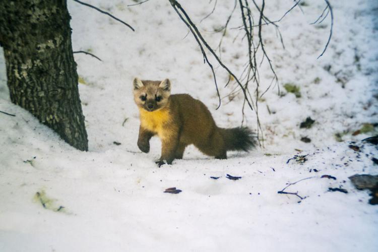 Study aims to determine marten population in New Mexico as habitat lost ...