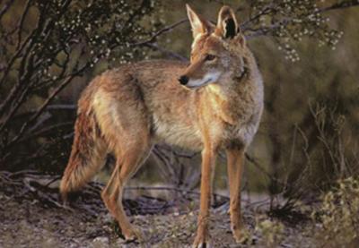 Tales of Tails: ‘Coyote thin’ pets are ideal | Scoop/Pets ...