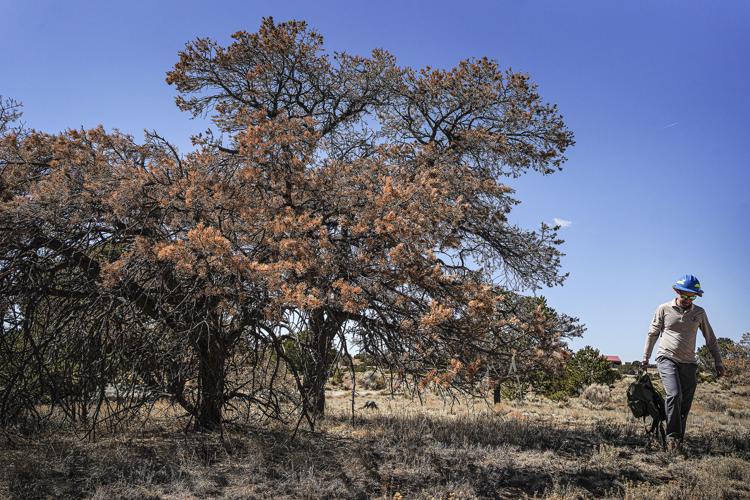 mexican elder tree problems