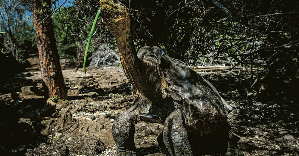 The tortoise who saved his species | News | santafenewmexican.com