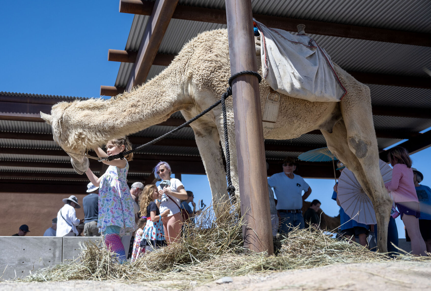 Camels delight visitors to Coronado Historic Site | Local News ...