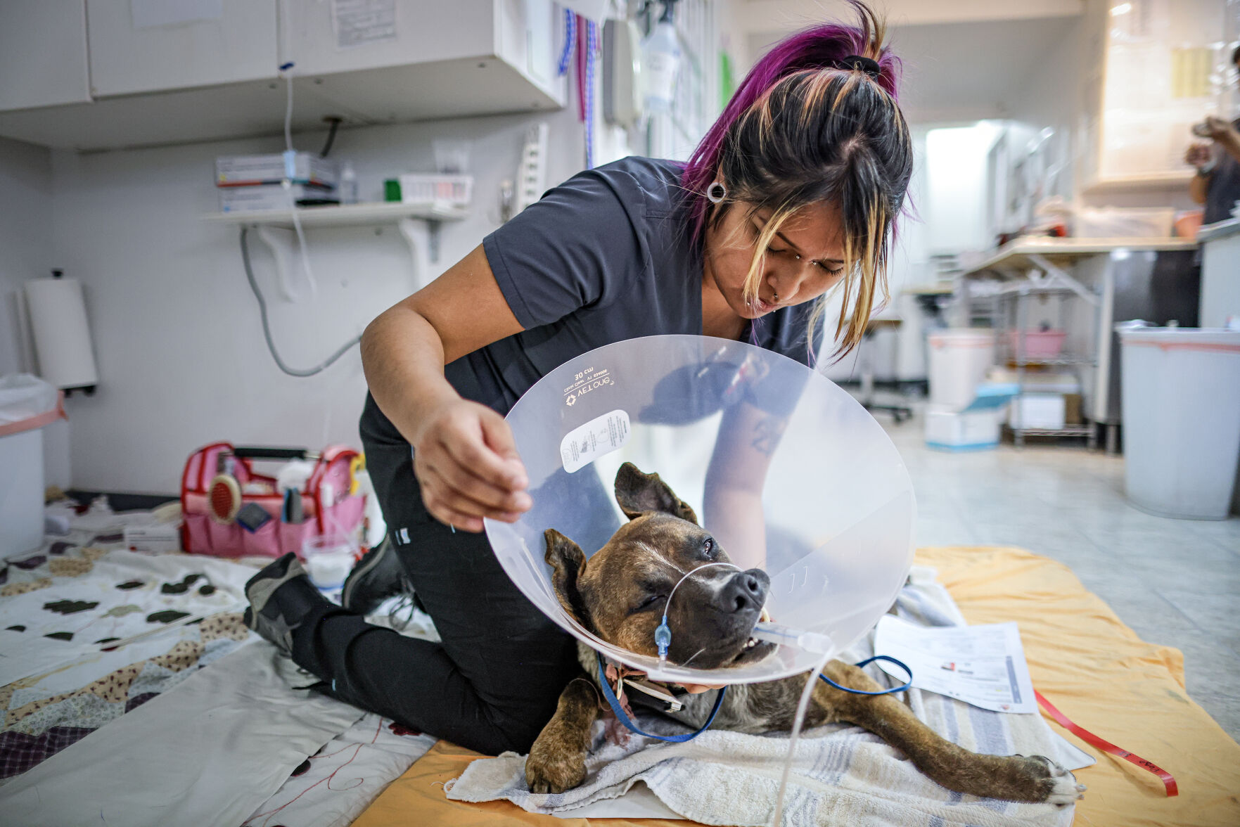 Española Humane to build new clinic to address 'underserved' community, increase in strays ...