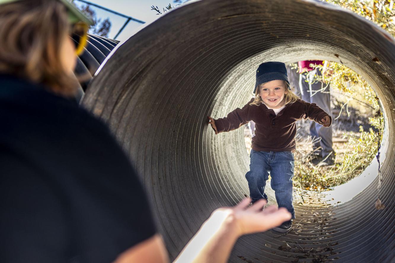 New lobos in town: Albuquerque's zoo prepares to open Mexican wolf conservation facility | Local ...