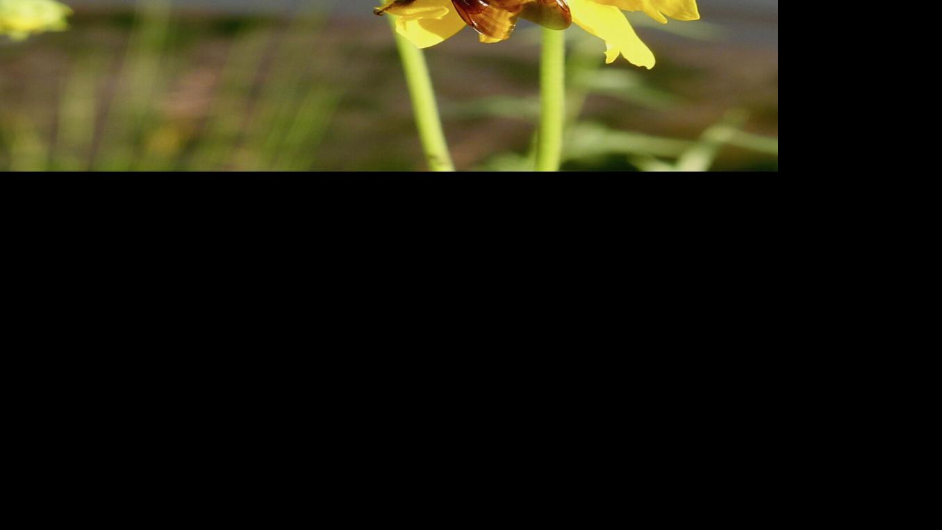 The Master Gardeners: In the company of bees | Home/Real Estate ...