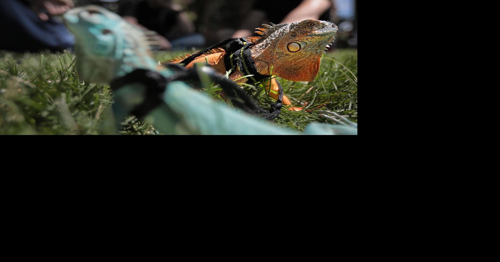 Lizards on leashes | | santafenewmexican.com