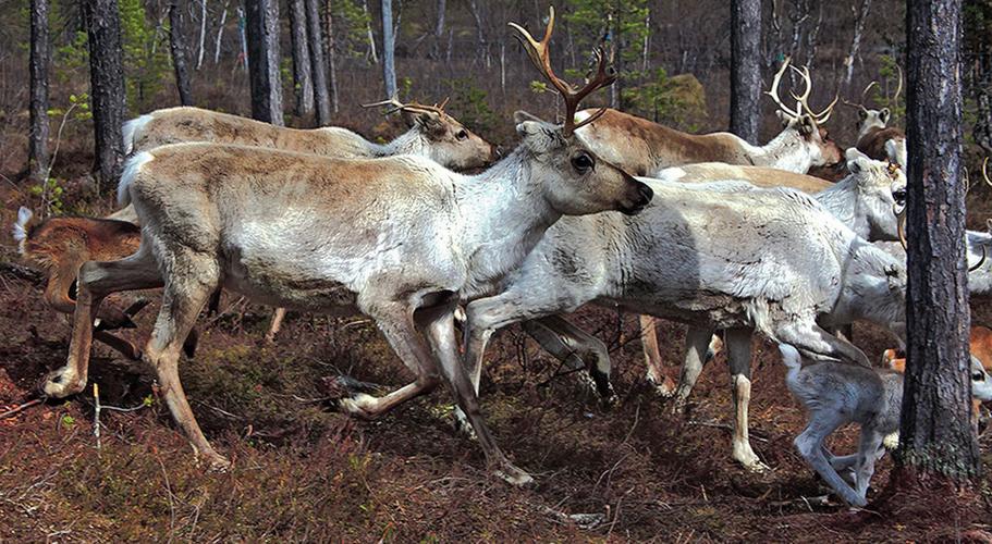 Land of the Sami | Local News | santafenewmexican.com