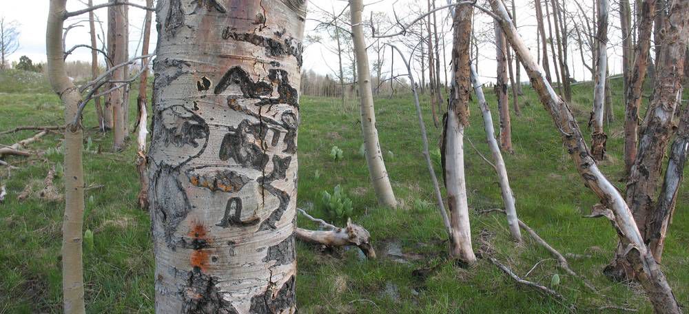 Canjilon Lakes to remain closed to visitors as forest regenerates ...