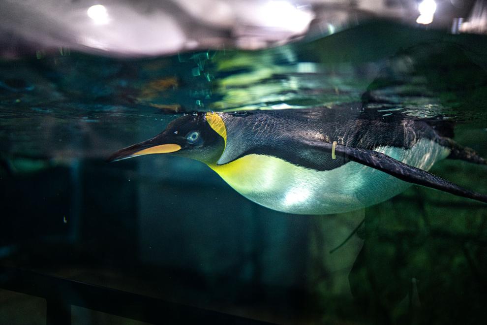 Gen-too cute: New penguin chick hatches at Albuquerque zoo | Local News ...