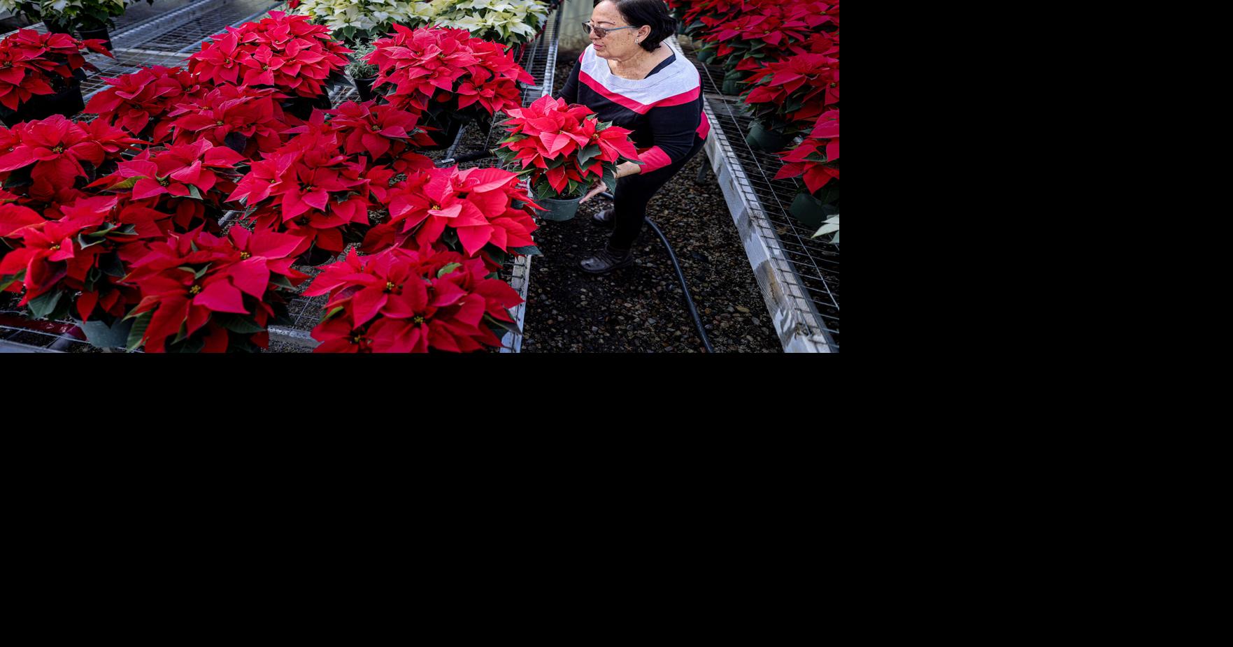 Santa Fe nurseries bursting with colorful poinsettias | Local News ...