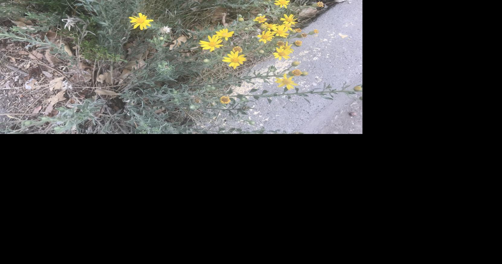 Alabama Wildflowers Yellow | Best Flower Site