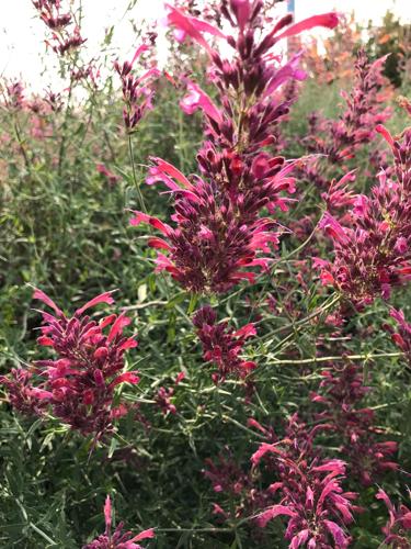 The Master Gardeners: Seek out 'Plant Select' varieties | Home/Real ...