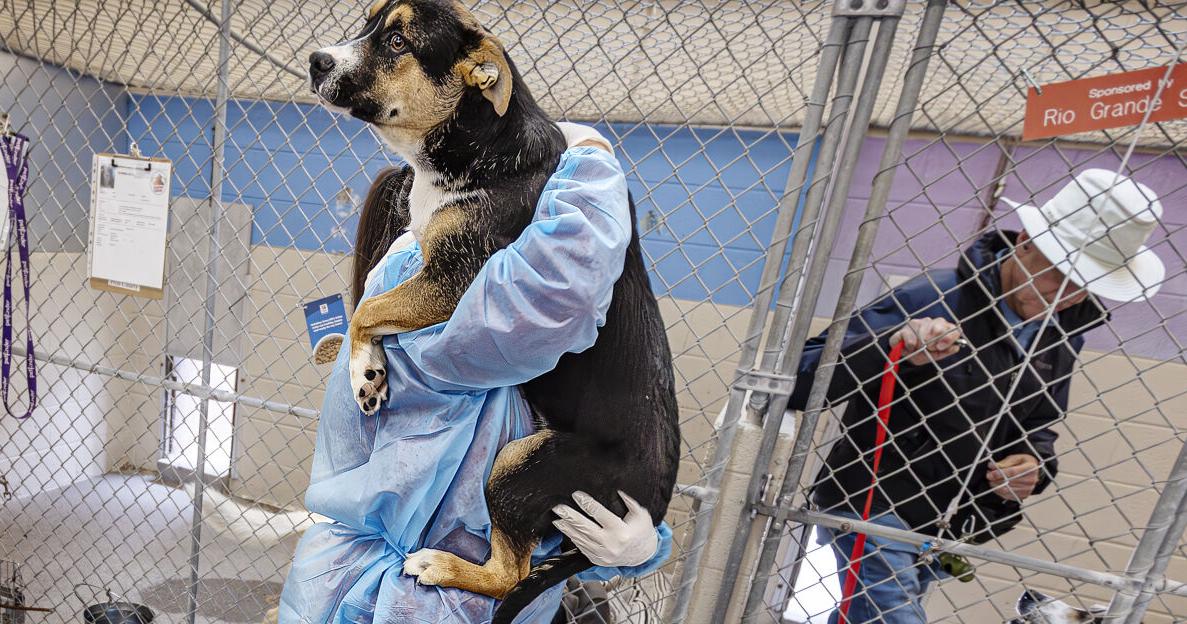 Proposed Colorado rabies rule could wreak havoc on New Mexico shelters ...